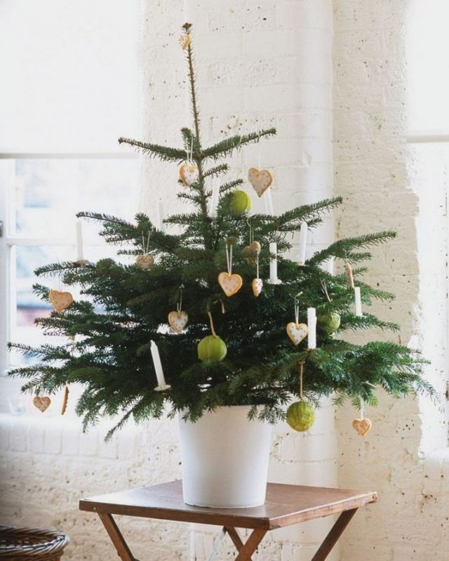 Le Petit Sapin en Pot